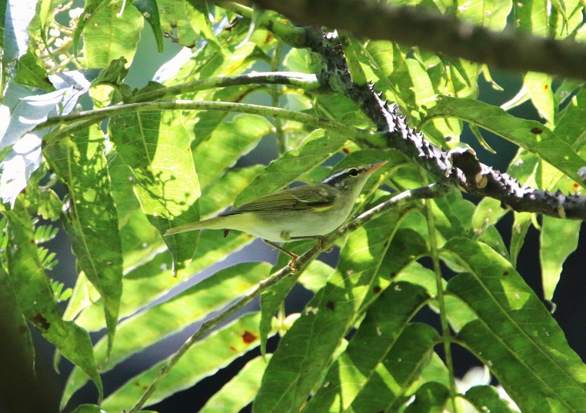 詳細検索：環境省