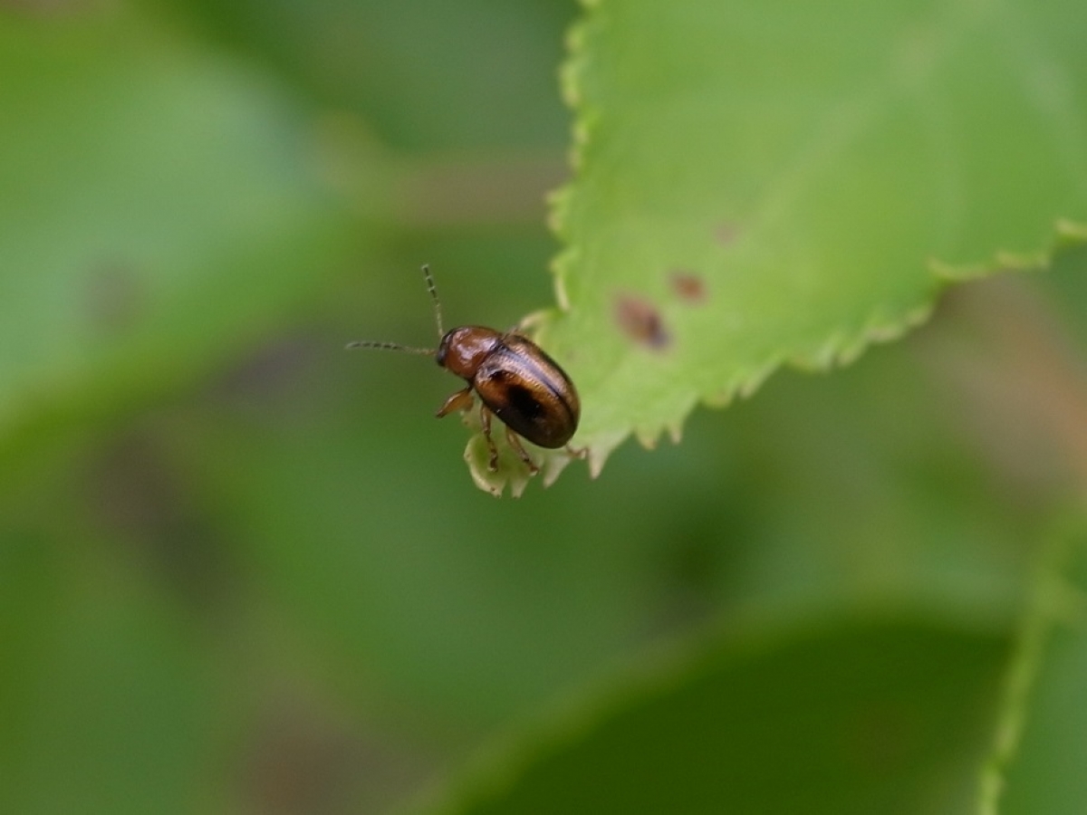 詳細検索：環境省