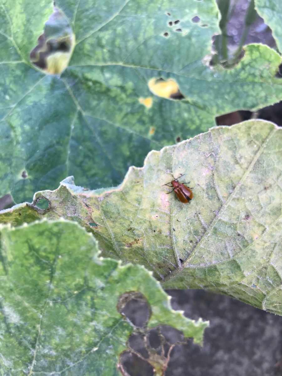 詳細検索：環境省