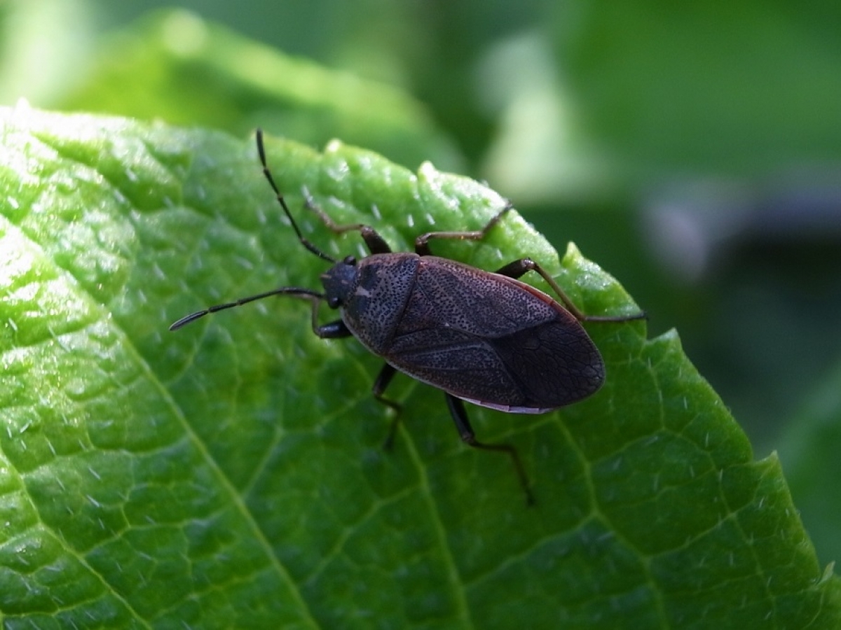 詳細検索：環境省