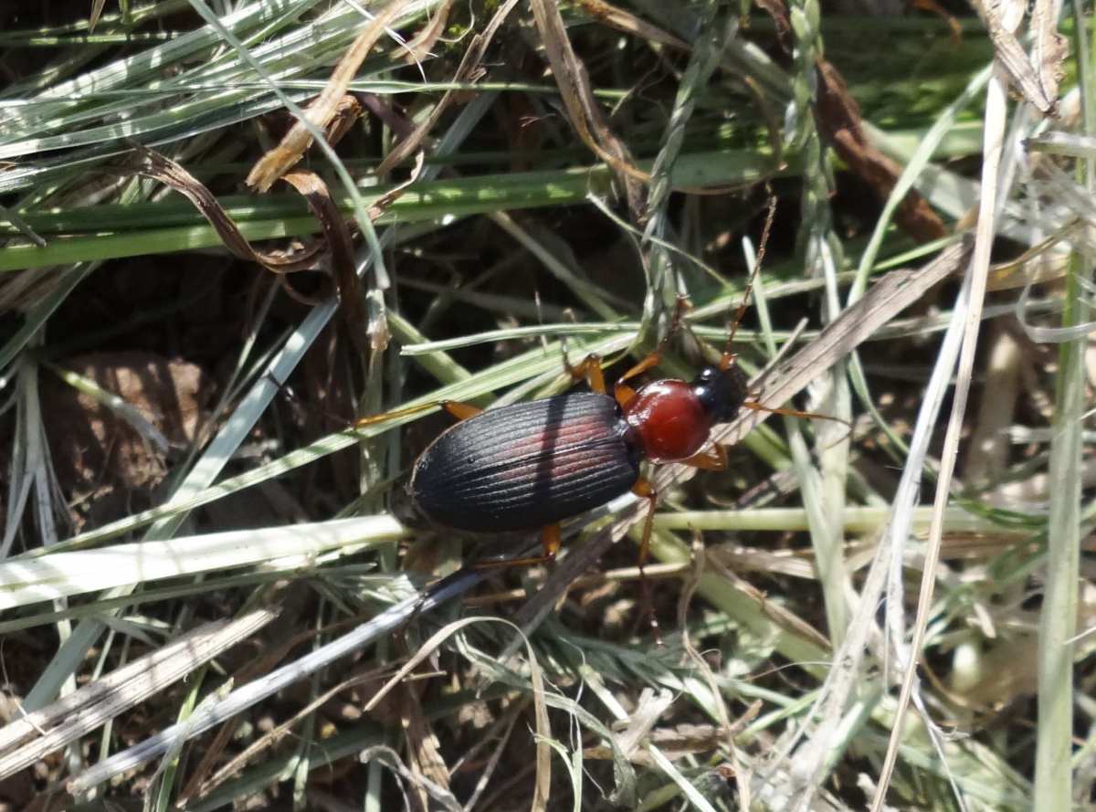 詳細検索：環境省