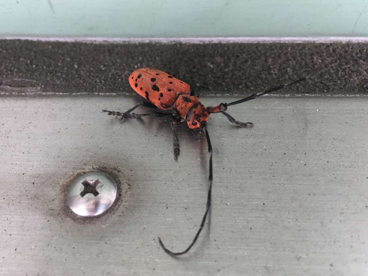 詳細検索：環境省