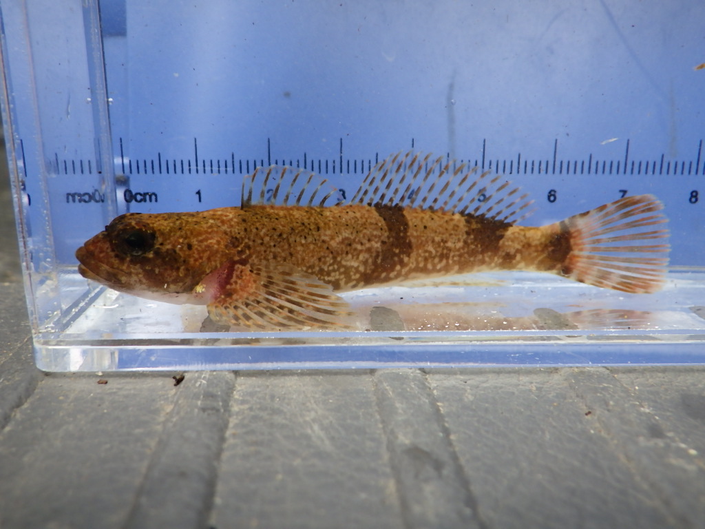 詳細検索：環境省