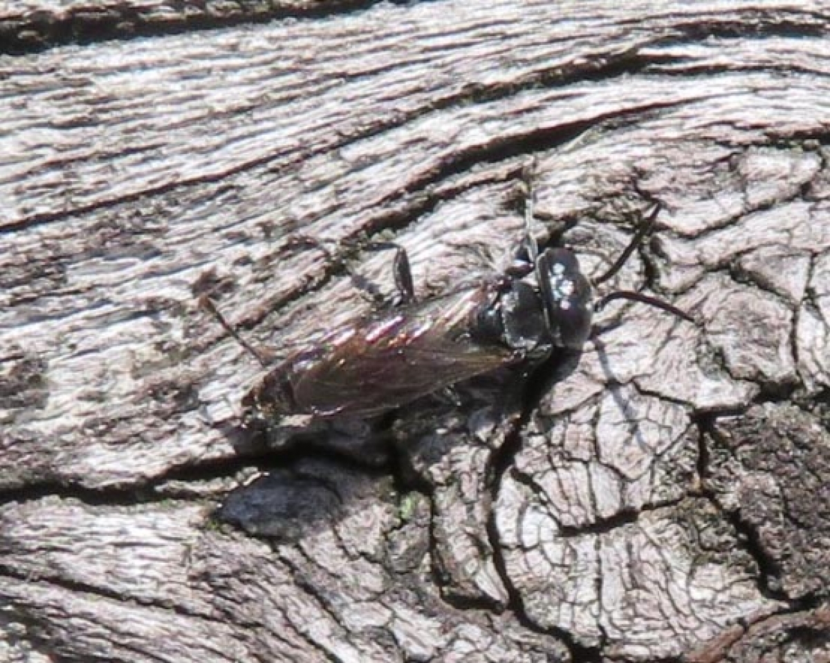 詳細検索：環境省