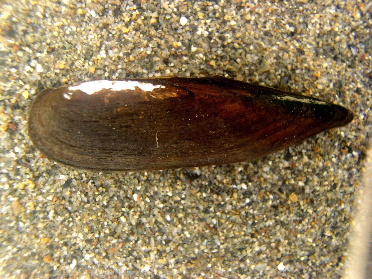 詳細検索：環境省