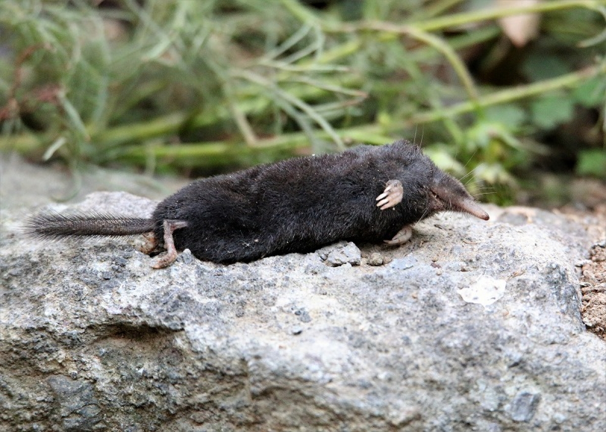 詳細検索：環境省