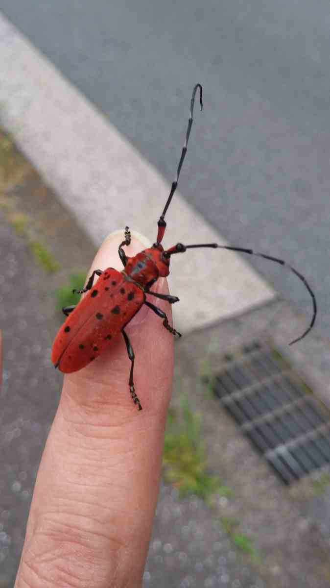 詳細検索：環境省