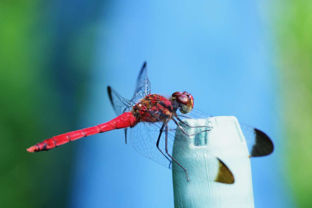 詳細検索：環境省