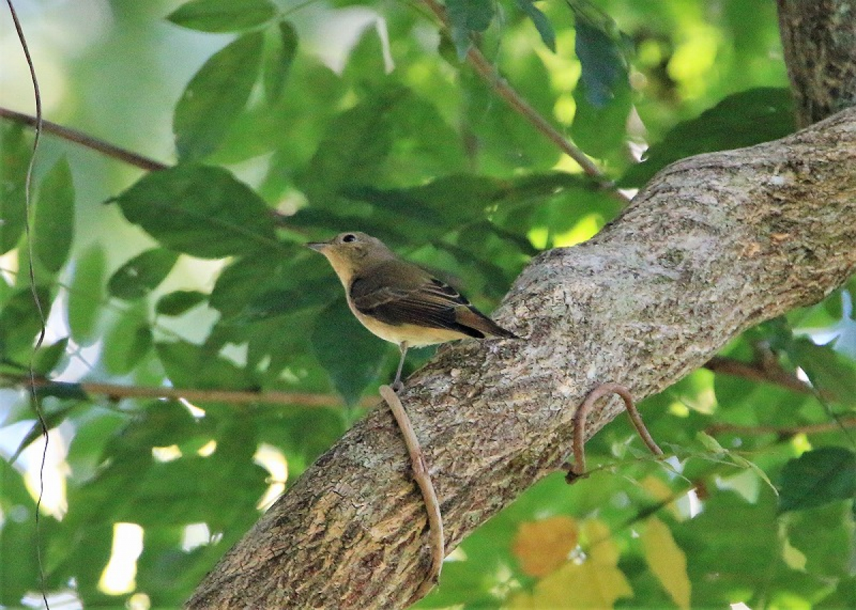 詳細検索：環境省