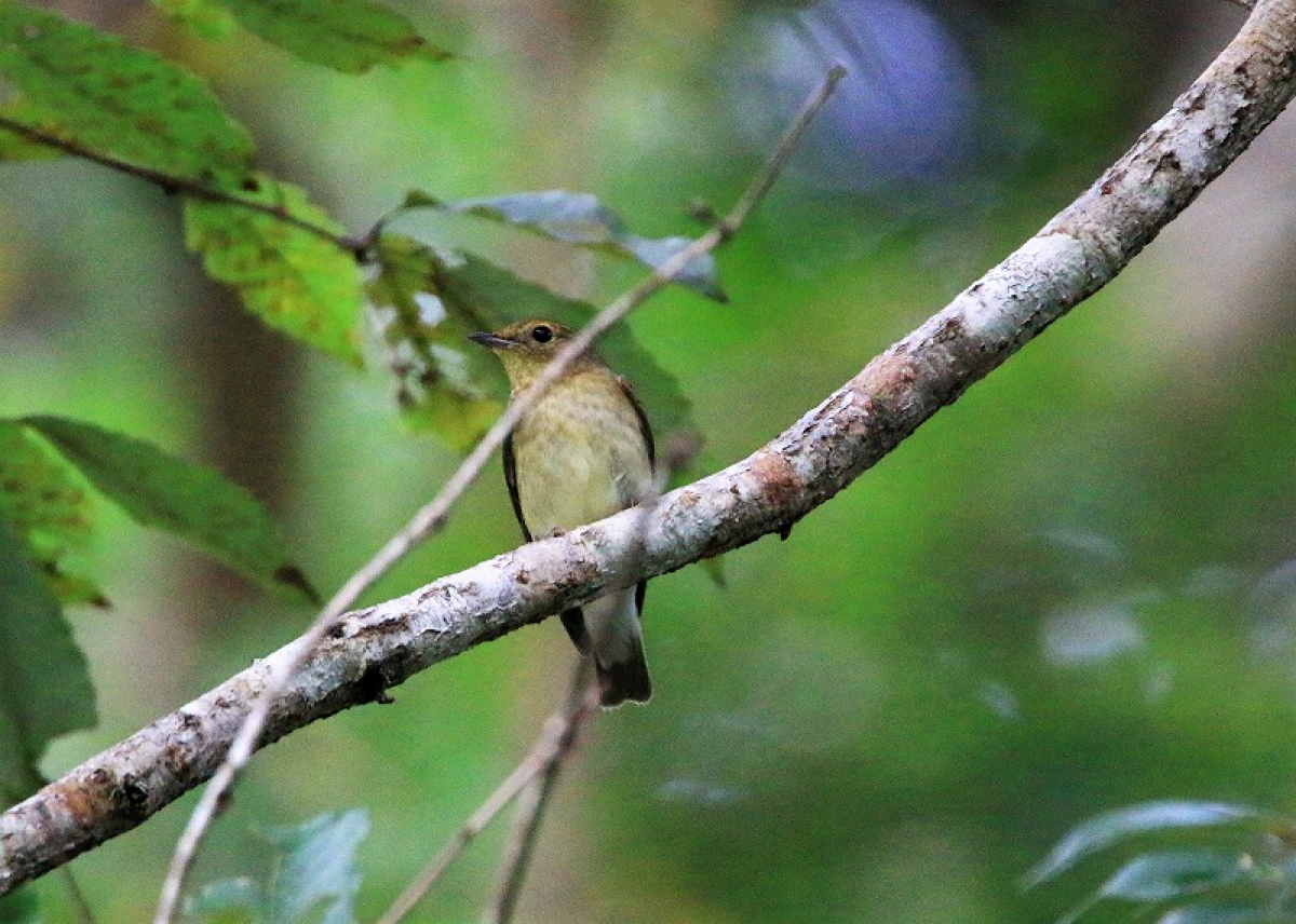 詳細検索：環境省