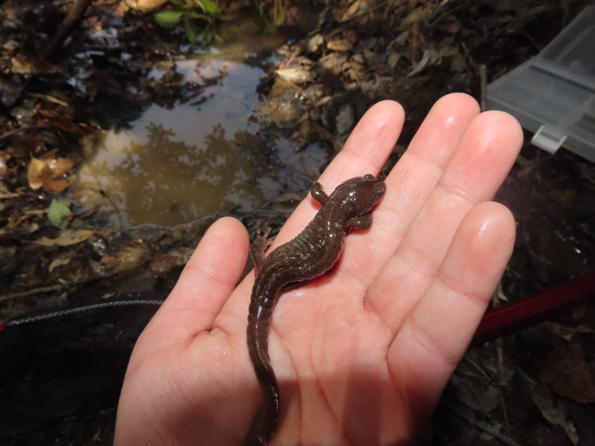 詳細検索：環境省