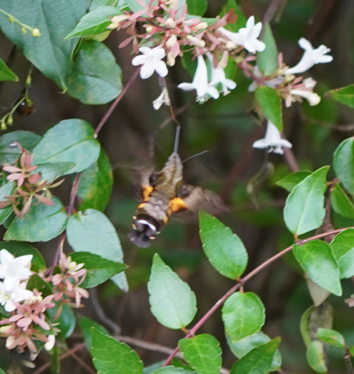 詳細検索：環境省