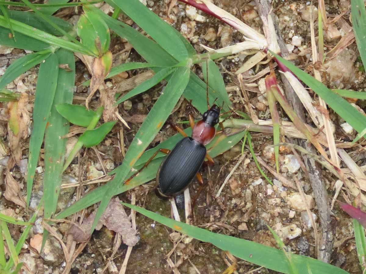 詳細検索：環境省