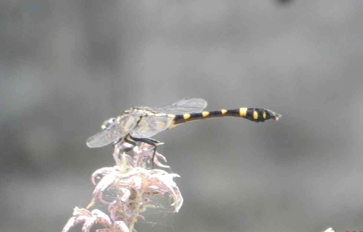 詳細検索：環境省