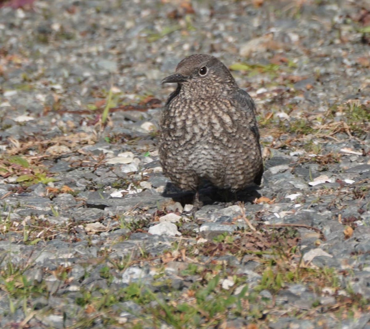 詳細検索：環境省