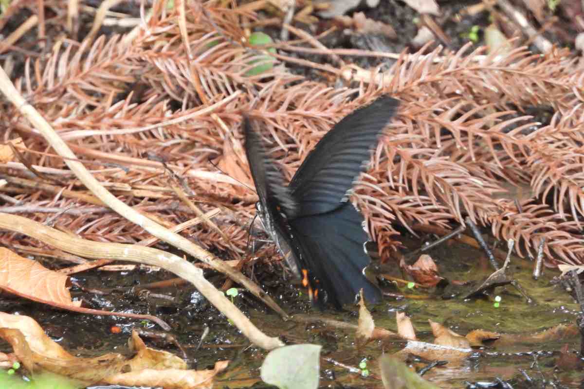 詳細検索：環境省