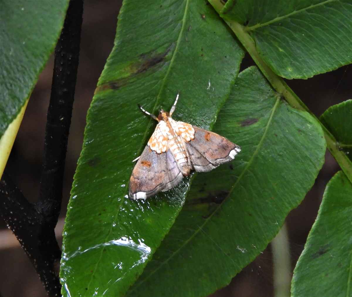 詳細検索：環境省