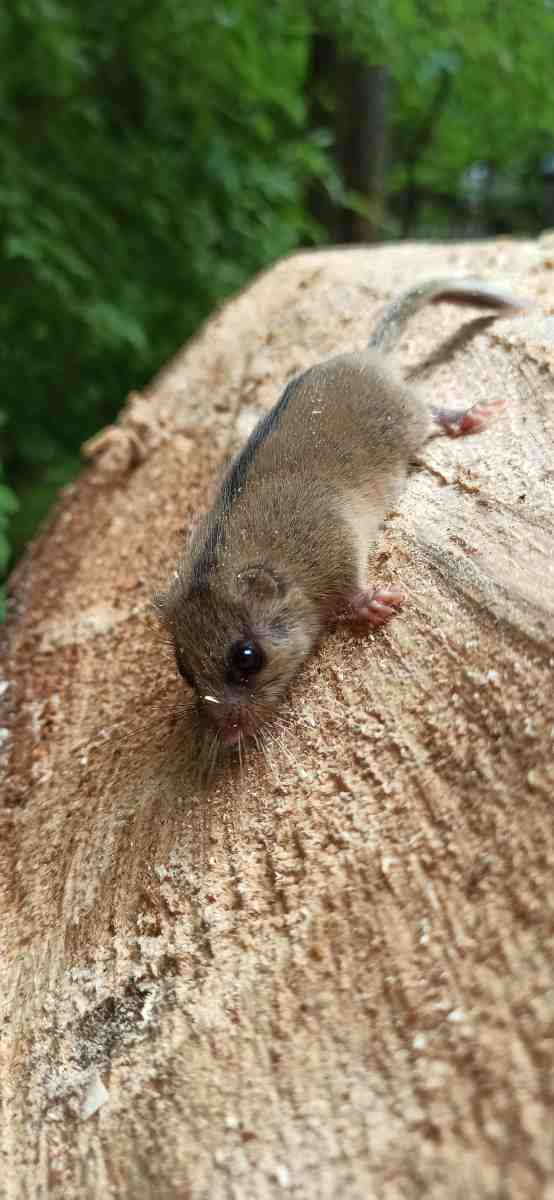 詳細検索：環境省