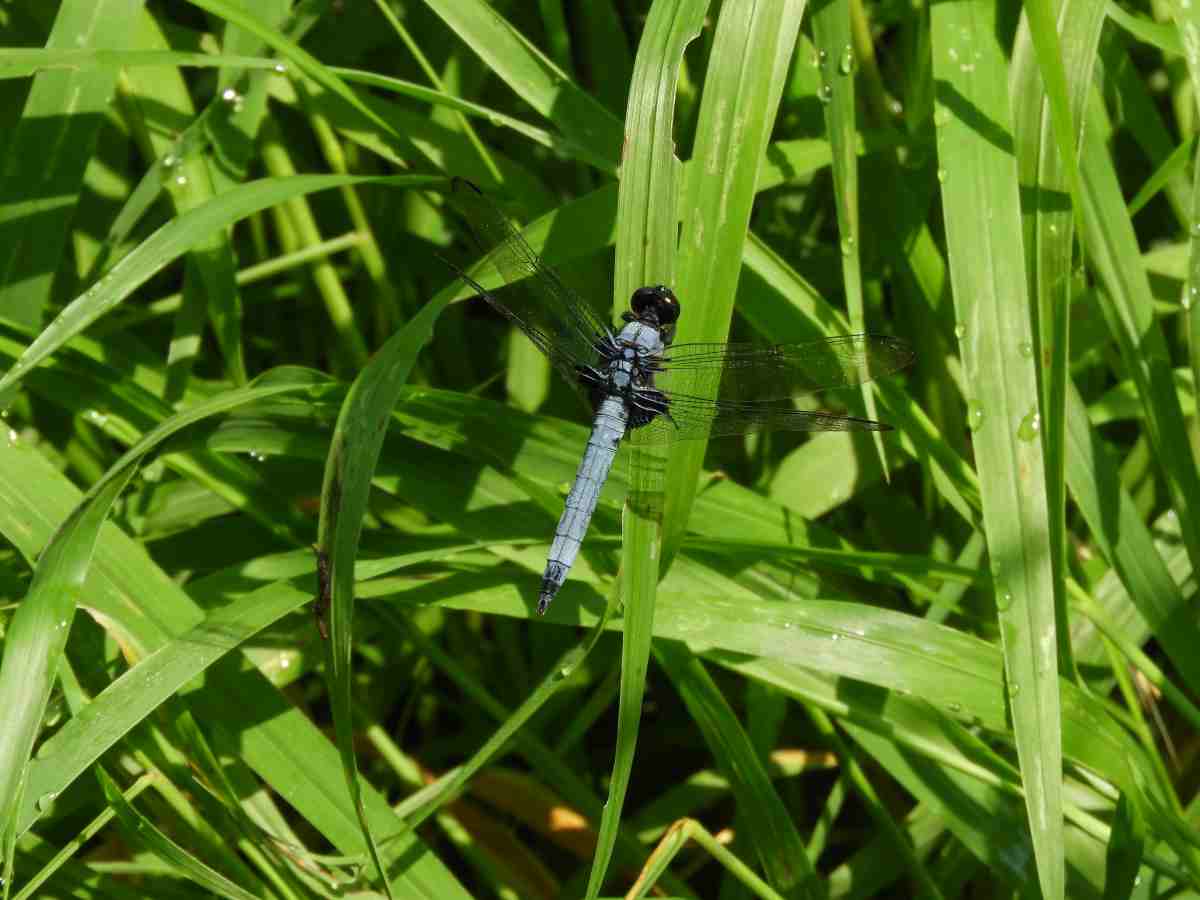 詳細検索：環境省