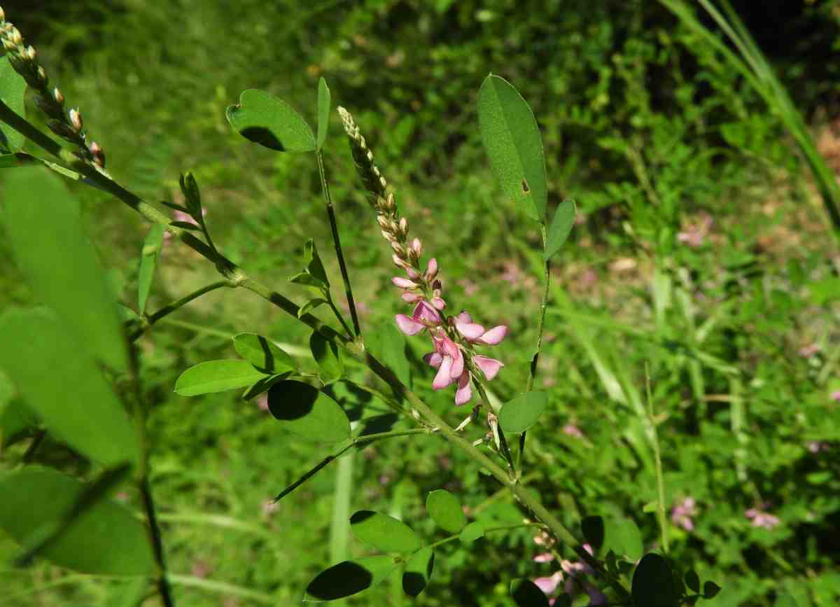 詳細検索：環境省