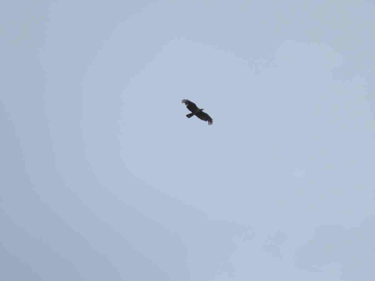 詳細検索：環境省