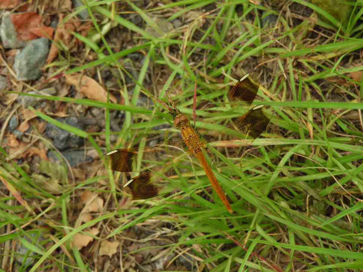 詳細検索：環境省