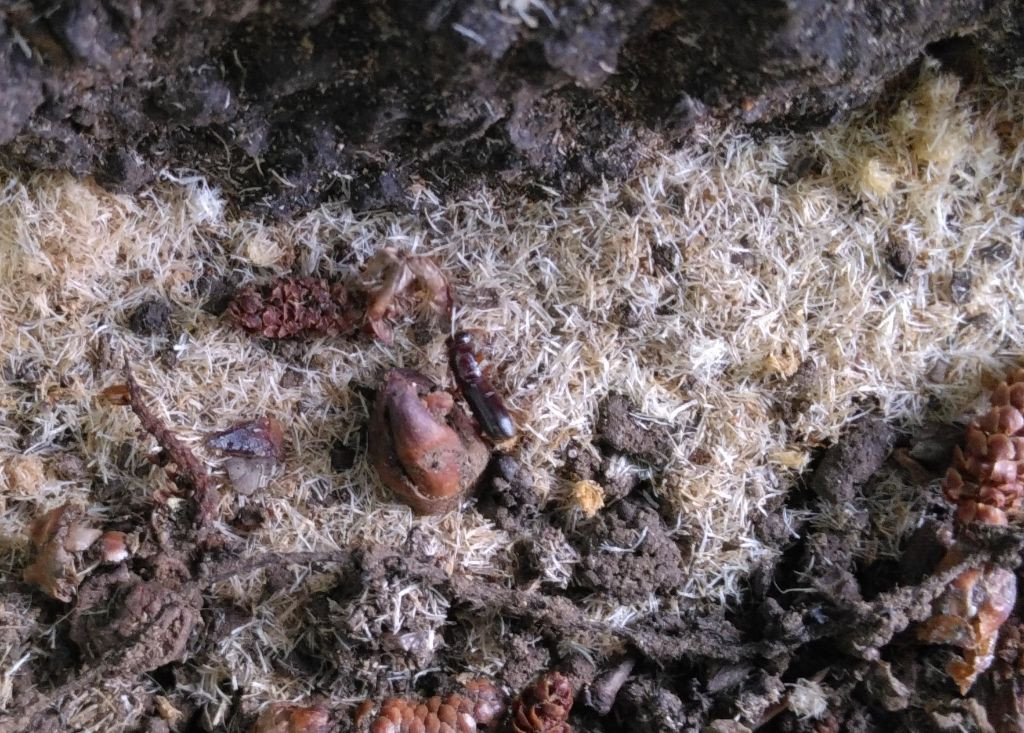 詳細検索：環境省