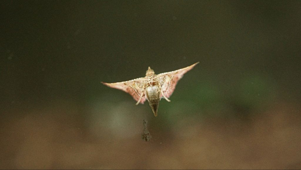 詳細検索：環境省