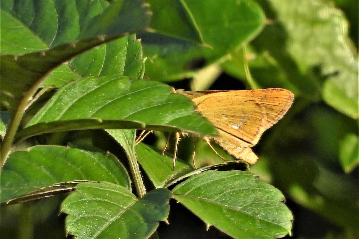 詳細検索：環境省