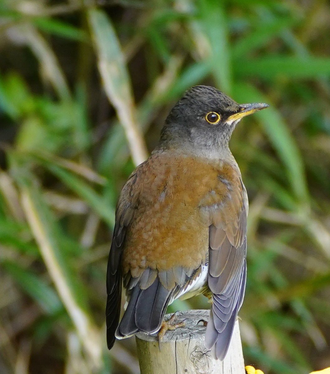 詳細検索：環境省