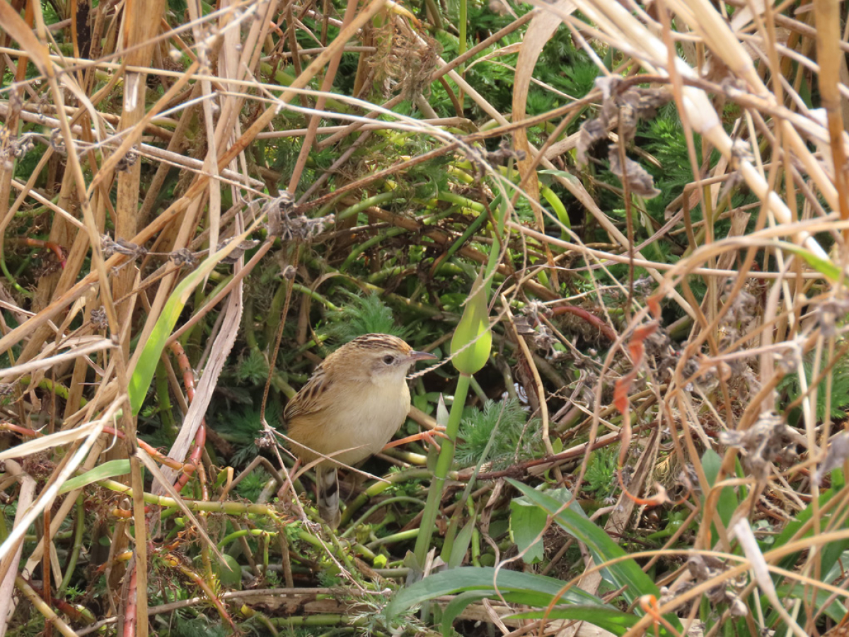 詳細検索：環境省