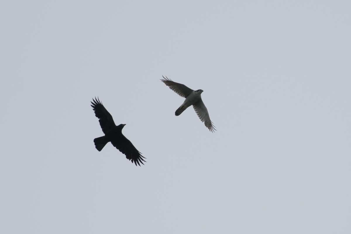 詳細検索：環境省