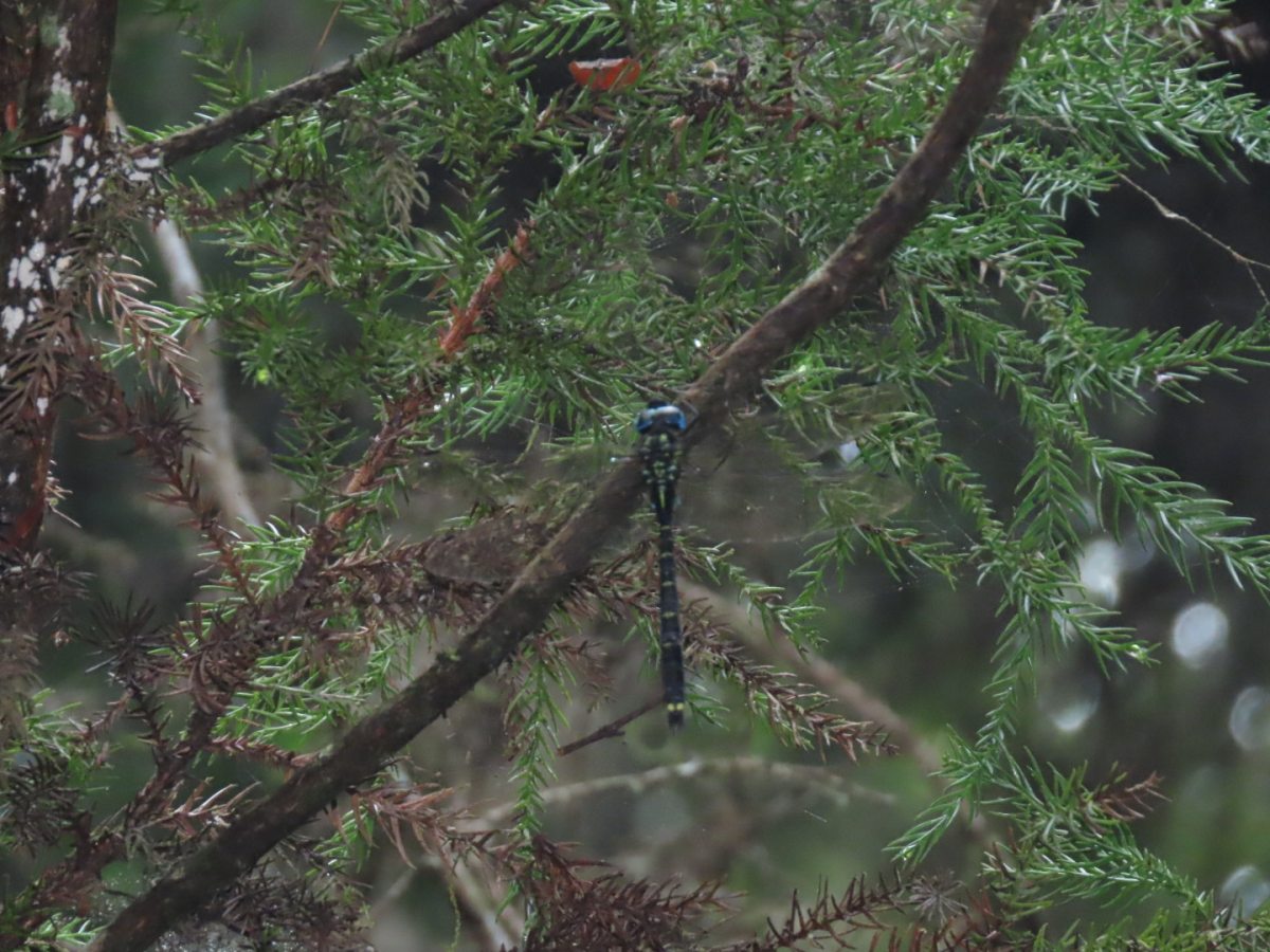 詳細検索：環境省