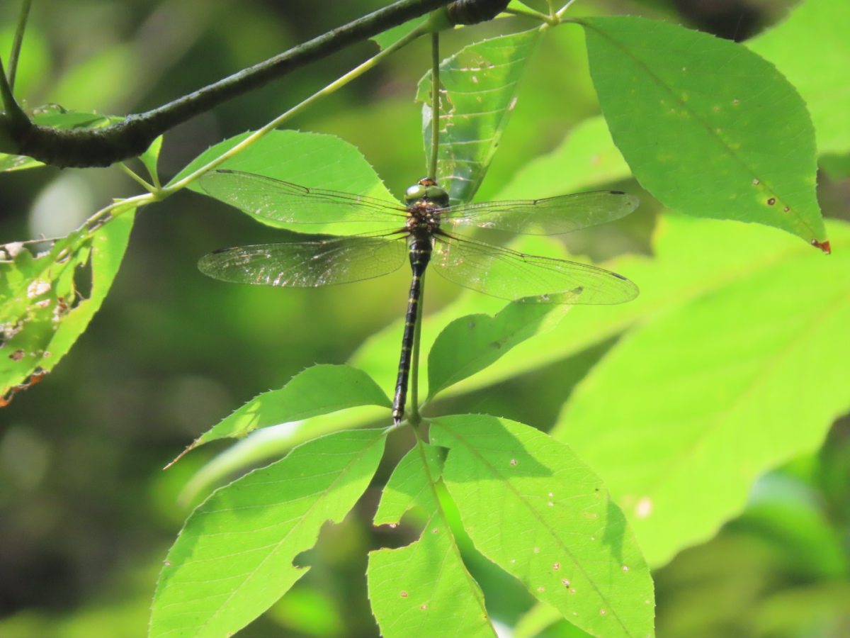 詳細検索：環境省