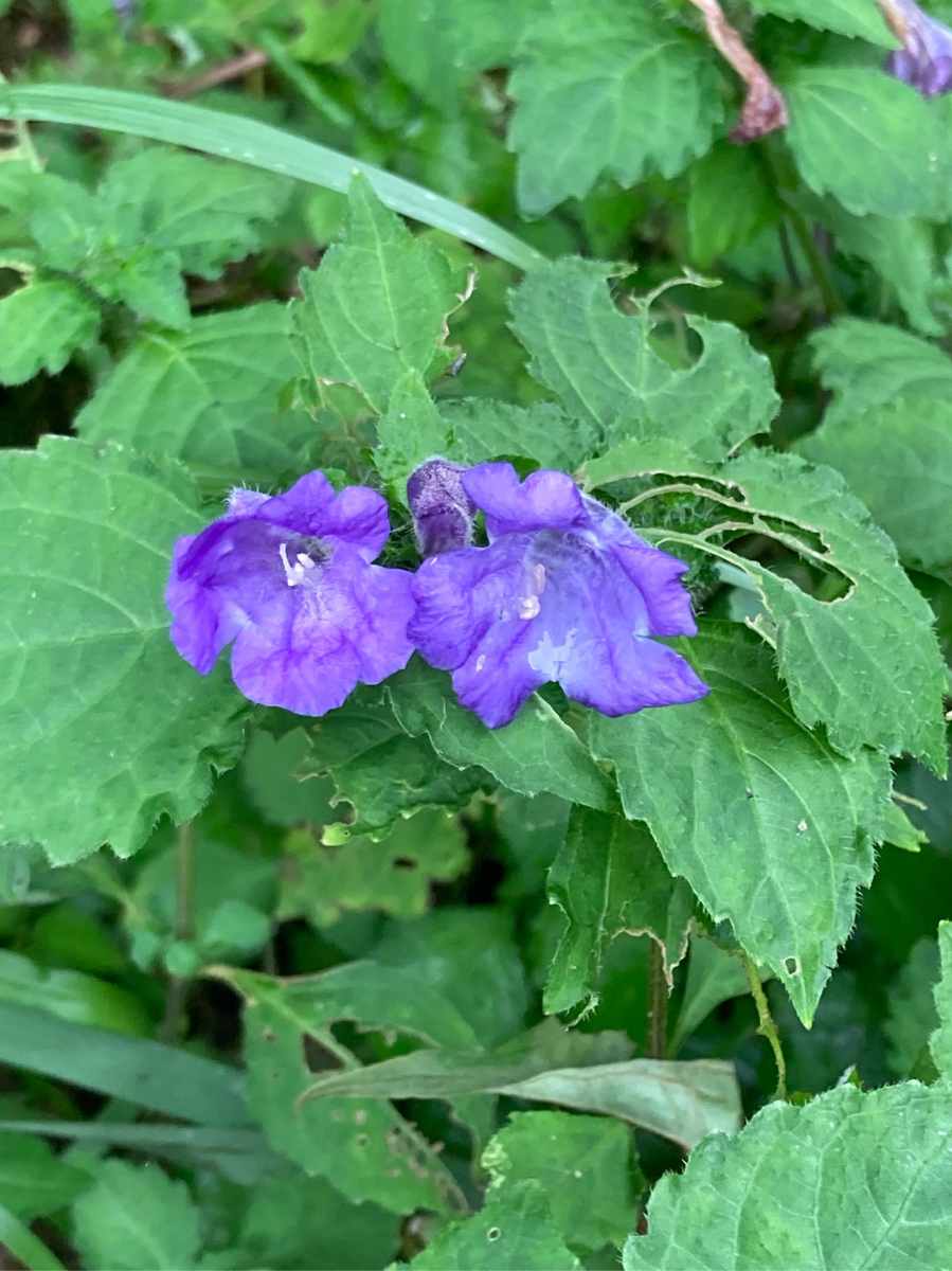 詳細検索：環境省