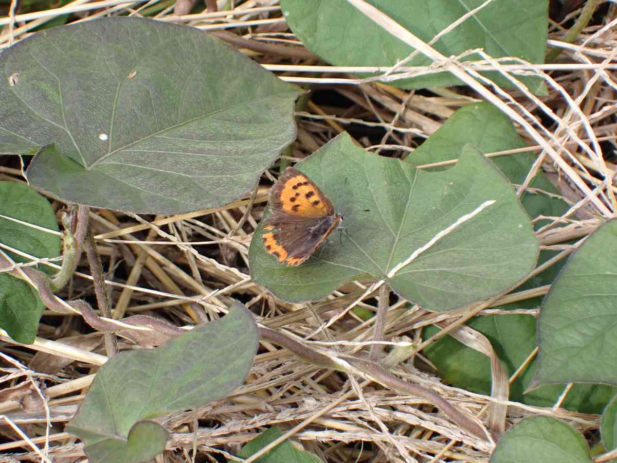 詳細検索：環境省