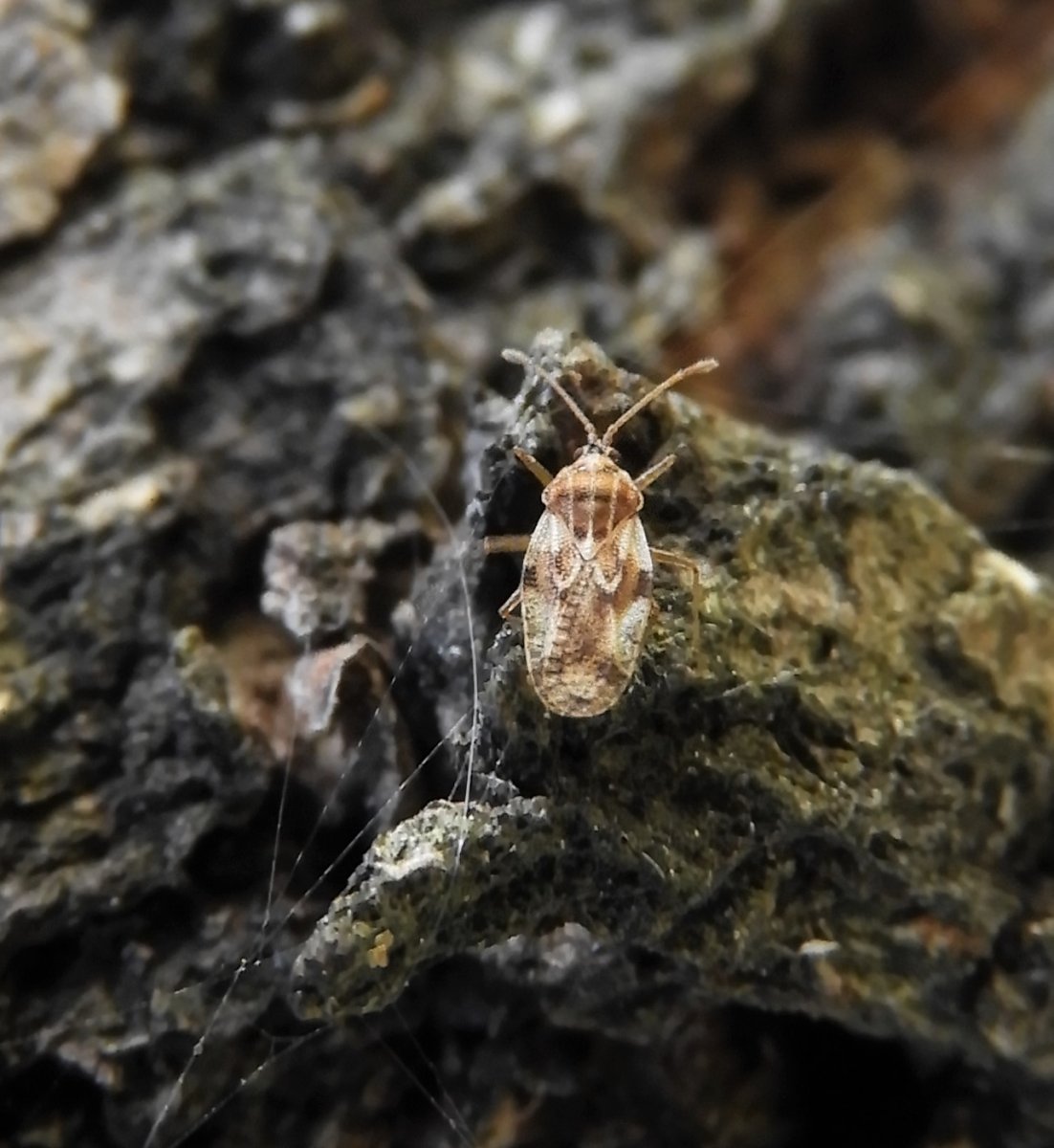 詳細検索：環境省