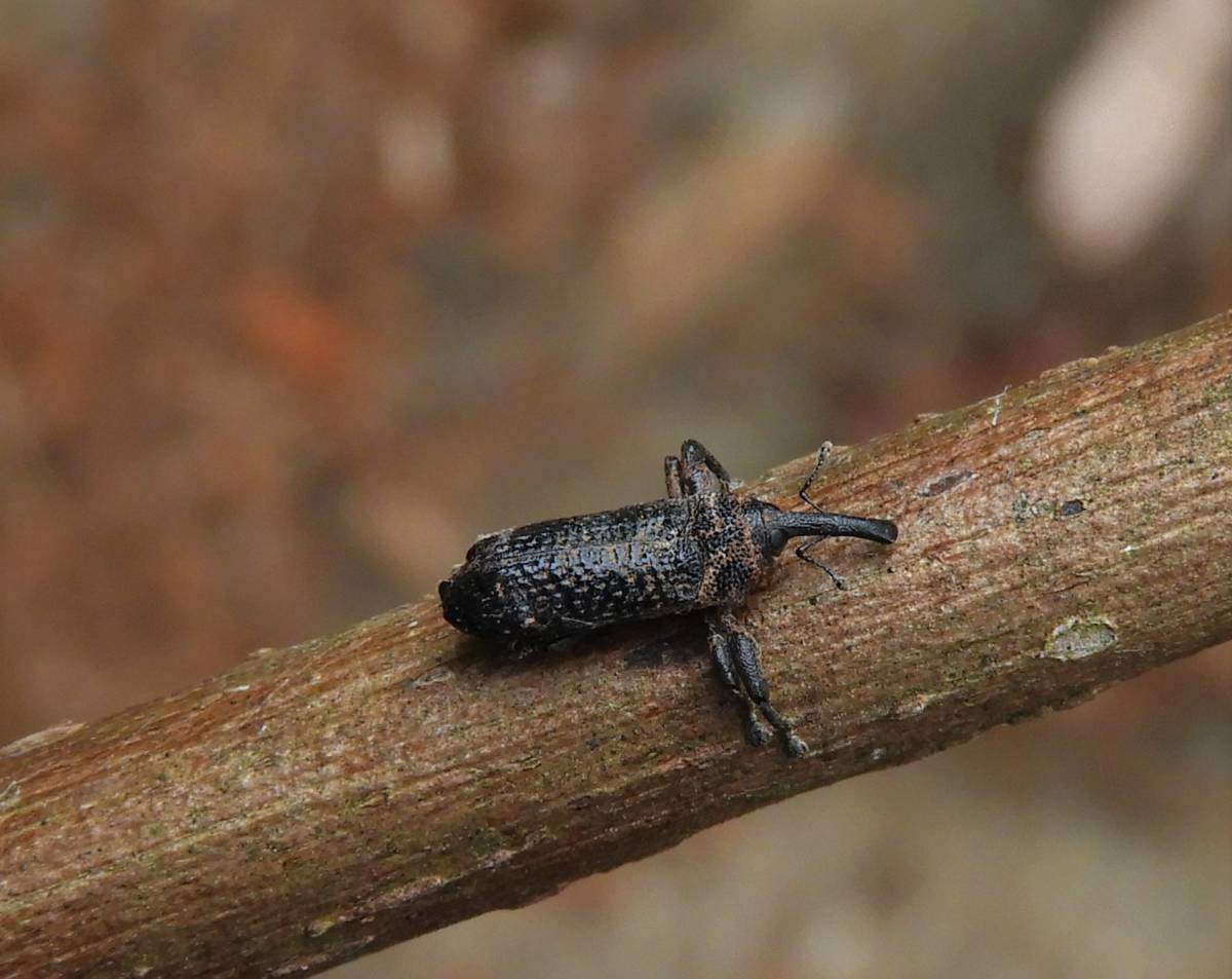 詳細検索：環境省