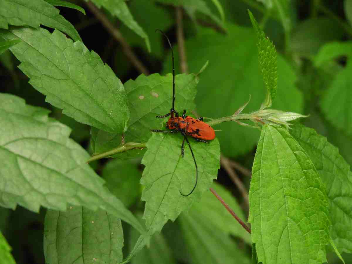 詳細検索：環境省