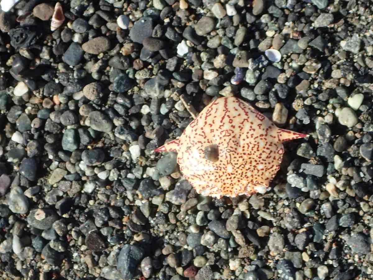 詳細検索：環境省