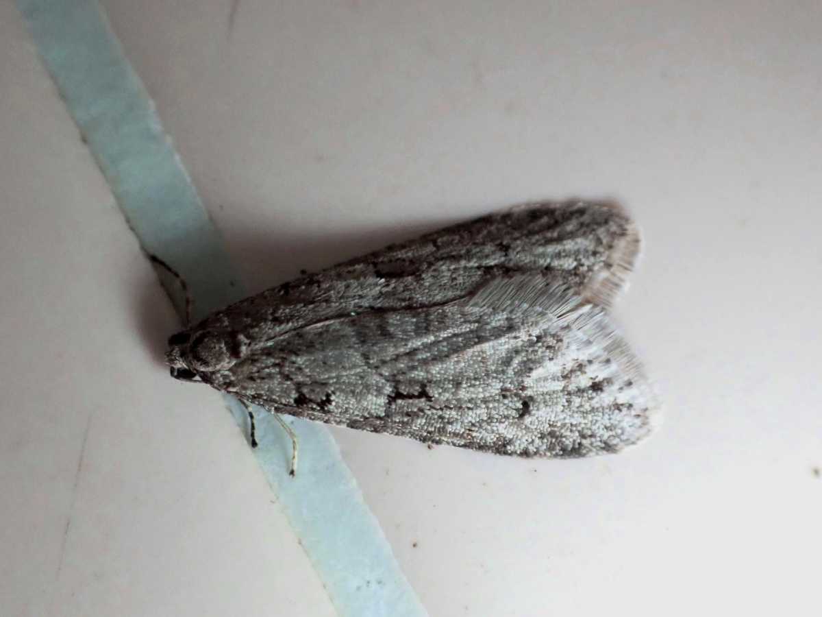 詳細検索：環境省