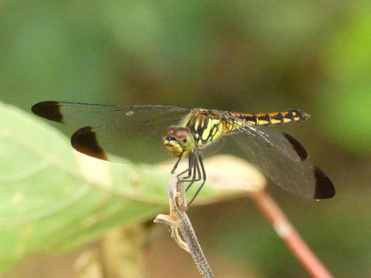 詳細検索：環境省