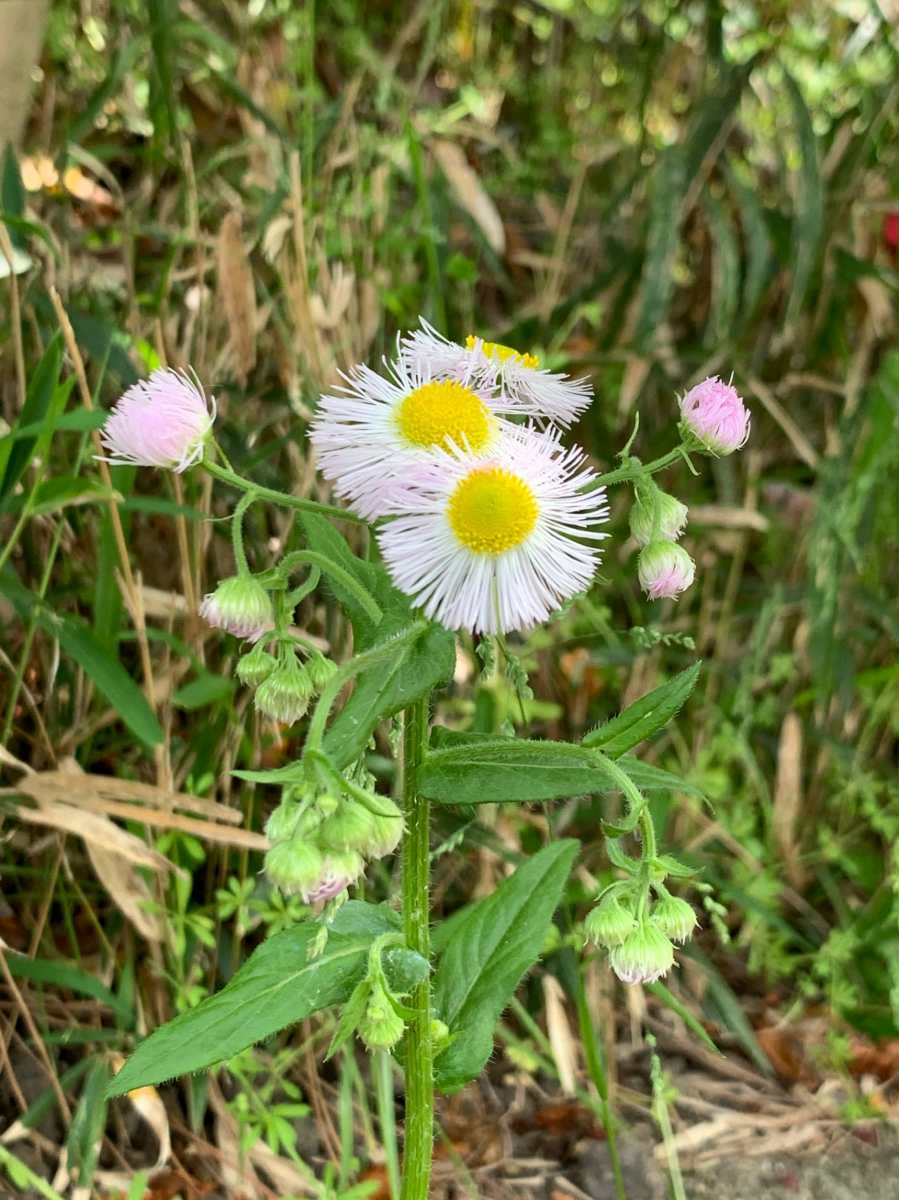 詳細検索：環境省