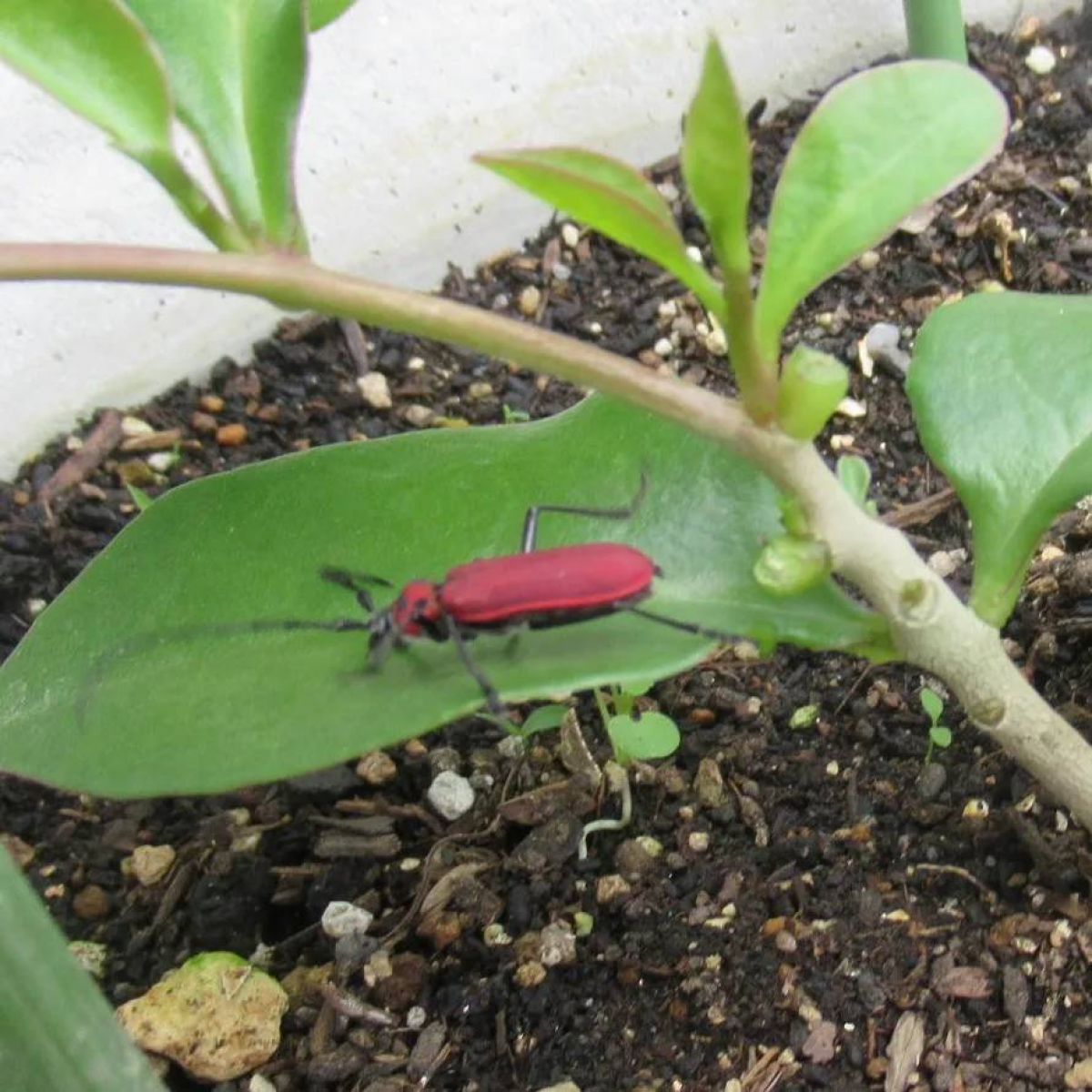 詳細検索：環境省