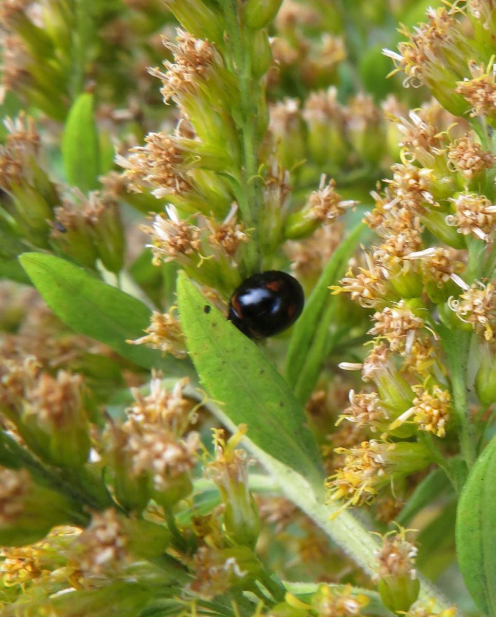 詳細検索：環境省