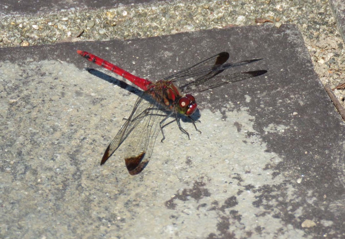 詳細検索：環境省