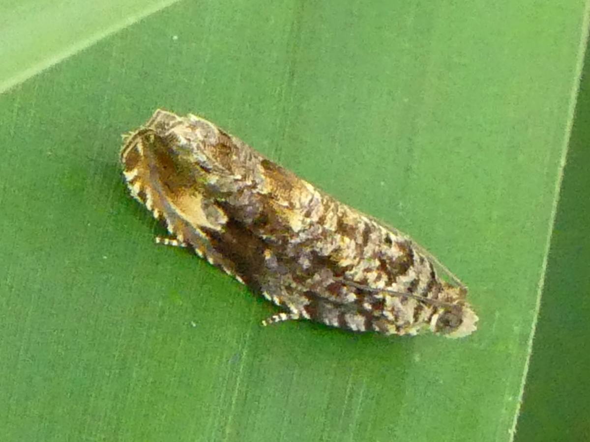 詳細検索：環境省