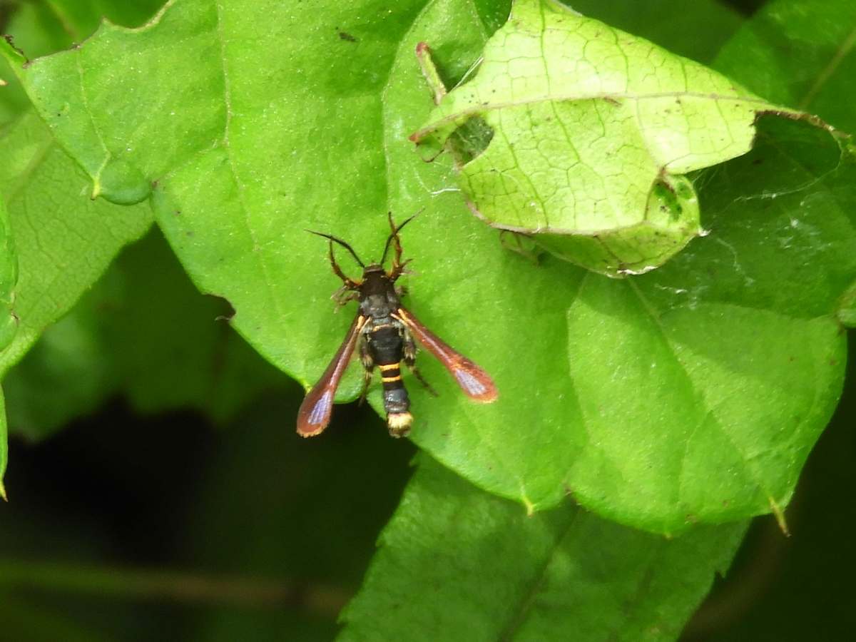 詳細検索：環境省