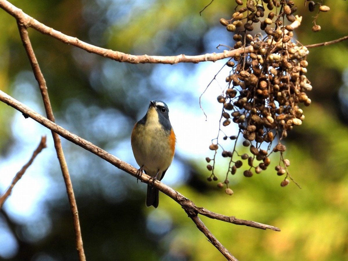 詳細検索：環境省