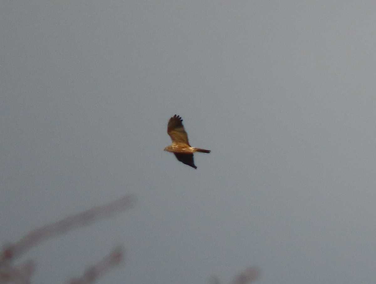 詳細検索：環境省